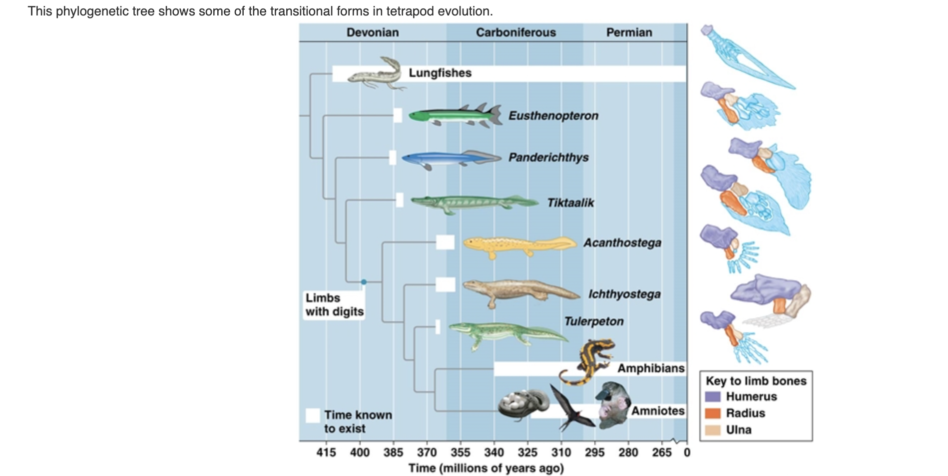 Solved This phylogenetic tree shows some of the transitional | Chegg.com