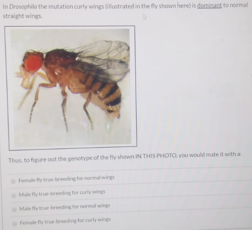 Solved In Drosophila the mutation curly wings (illustrated | Chegg.com
