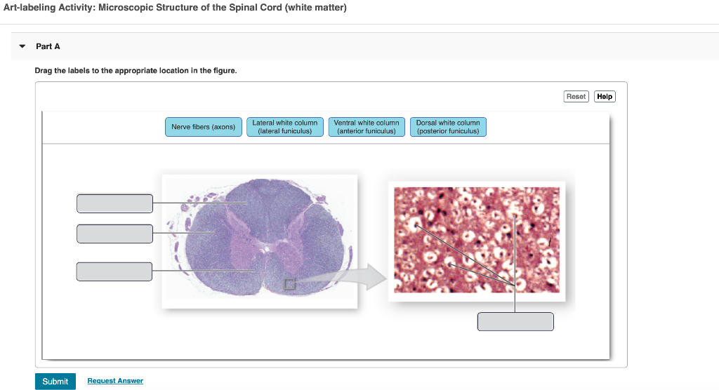 Solved Art-labeling Activity: Microscopic Structure of the | Chegg.com