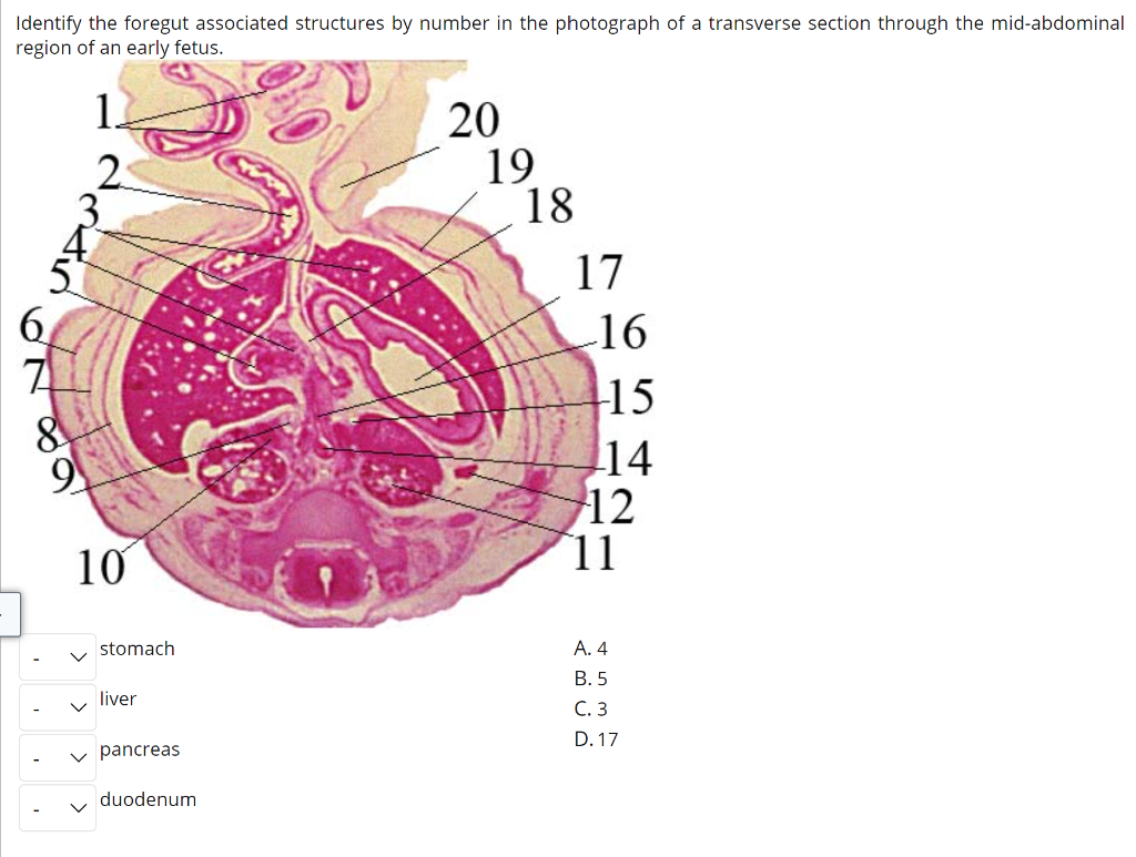 Solved Identify the foregut associated structures by number | Chegg.com