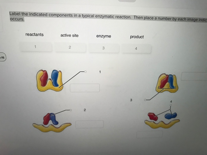 Solved Label the indicated components in a typical enzymatic | Chegg.com Solved Label the indicated components in a typical enzymatic | Chegg.com