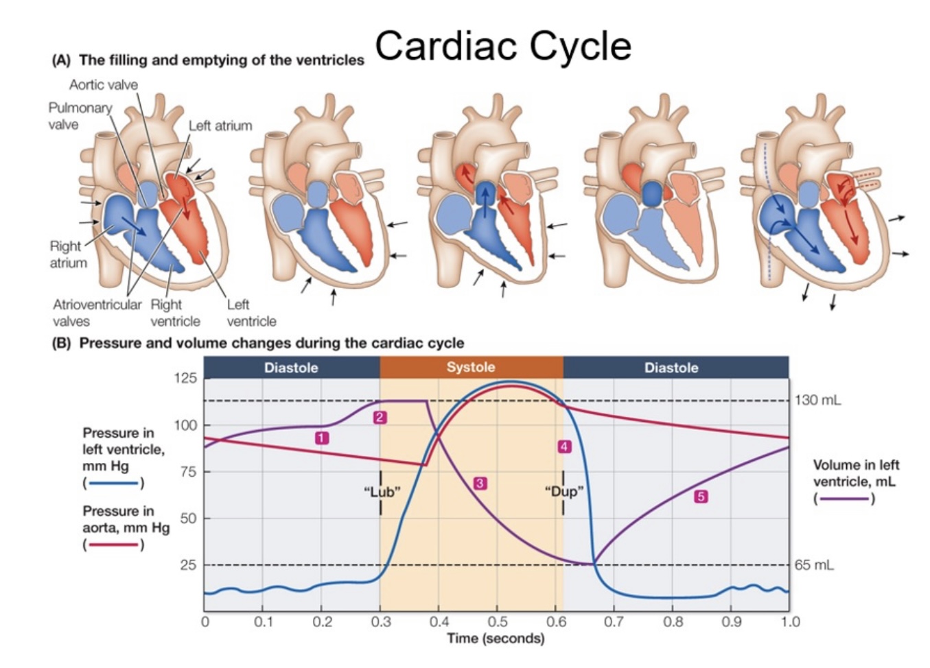 Solved (A) The filling and emptying of the ventricles | Chegg.com