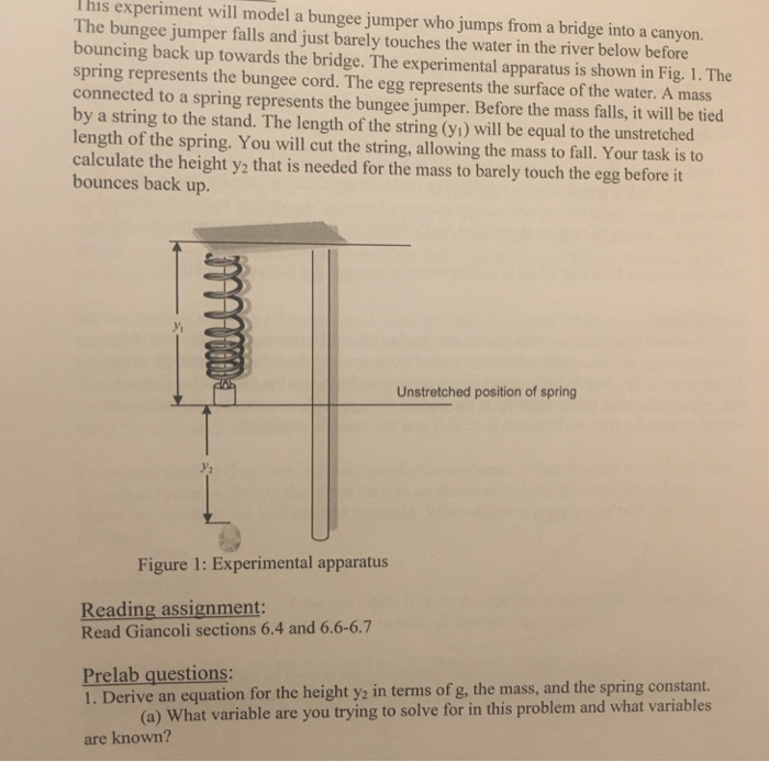 Solved l his experiment will model a bungee jumper who jumps | Chegg.com