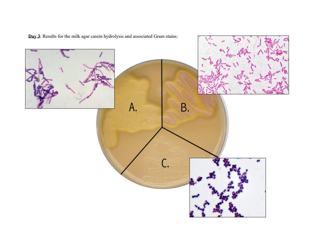 Solved Koch's Postulates Day 1: Evaluate the three clinical | Chegg.com