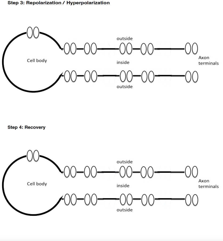 Solved Action Potential: Please complete each | Chegg.com Solved Action Potential: Please complete each | Chegg.com