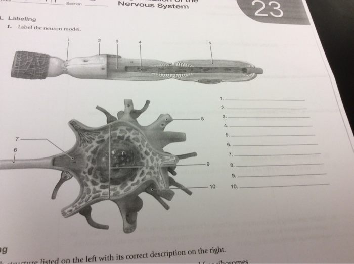 Solved 23 Nervous System . Labeling 1. Label the neuron | Chegg.com