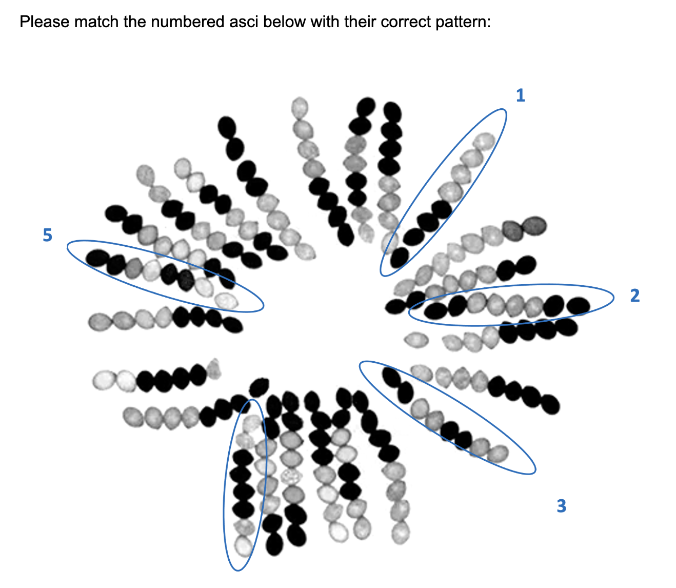 Solved Please match the numbered asci below with their | Chegg.com
