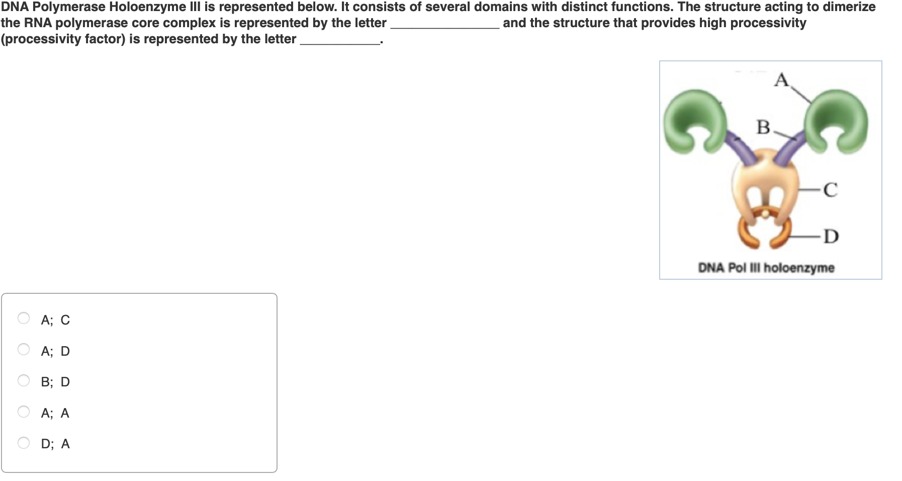Solved DNA Polymerase Holoenzyme III is represented below. | Chegg.com