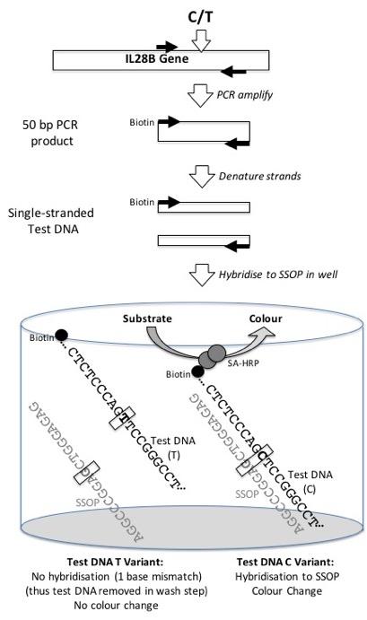 Solved The melting temperatures (Tm) of the SSOP with | Chegg.com
