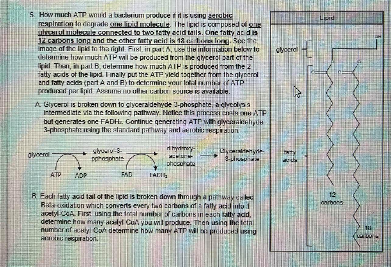 Solved Lipid glycerol 5. How much ATP would a bacterium | Chegg.com