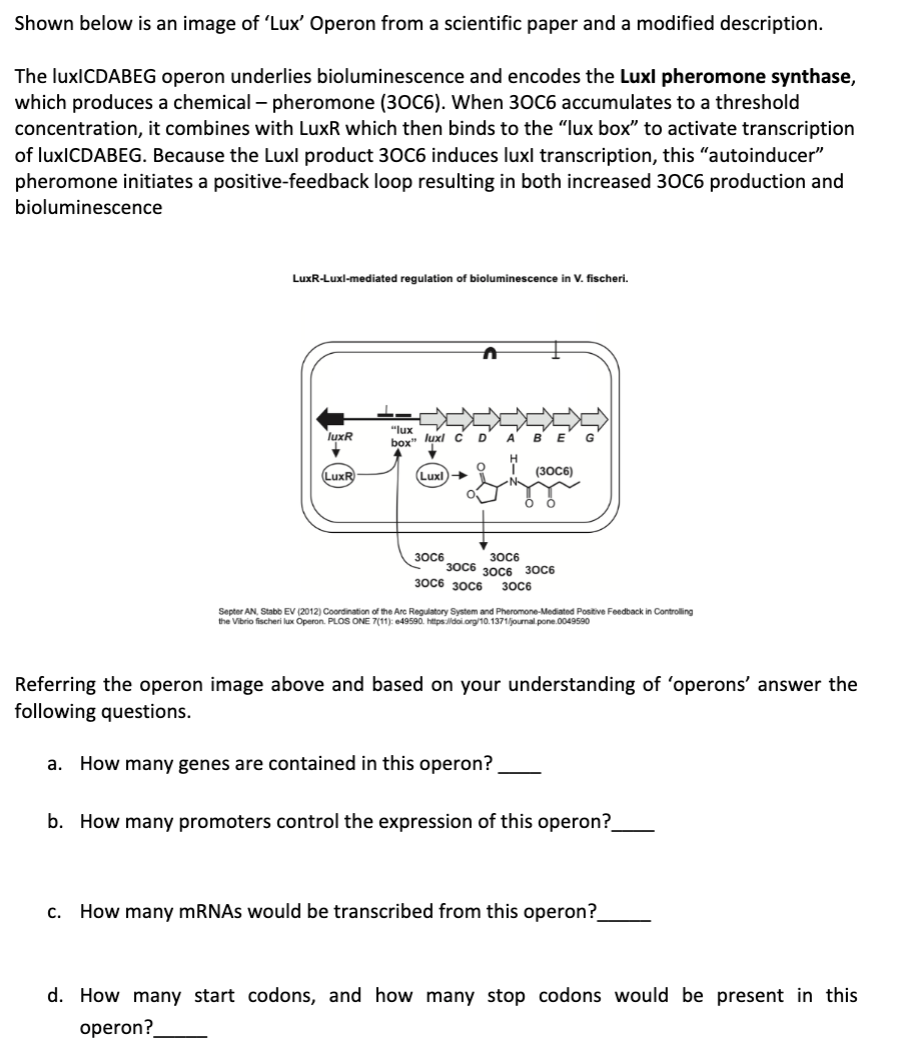 Solved Shown below is an image of 'Lux' Operon from a | Chegg.com