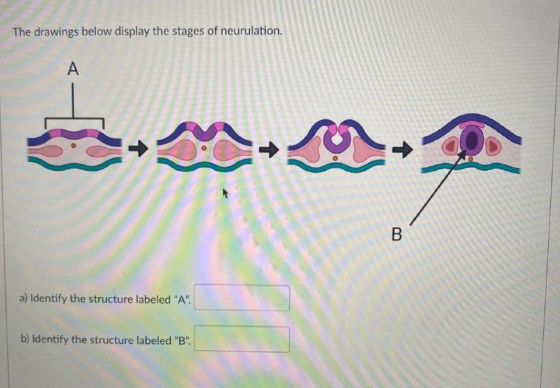 Solved The drawings below display the stages of neurulation. | Chegg.com