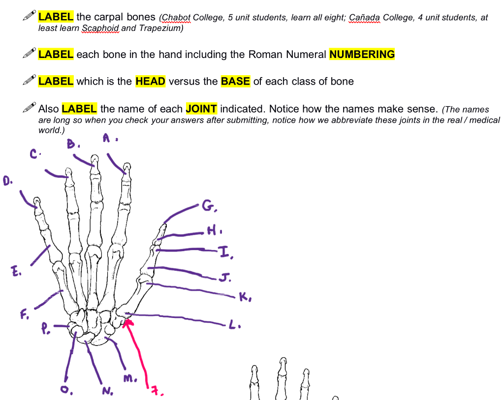 Solved LABEL the carpal bones (Chabot College, 5 unit | Chegg.com