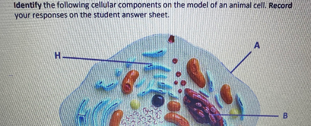 Solved Identify the following cellular components on the | Chegg.com