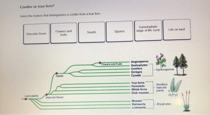 Solved conifer or true fern select the feature that | Chegg.com