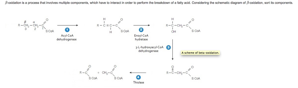 Solved β-oxidation is a process that involves multiple | Chegg.com