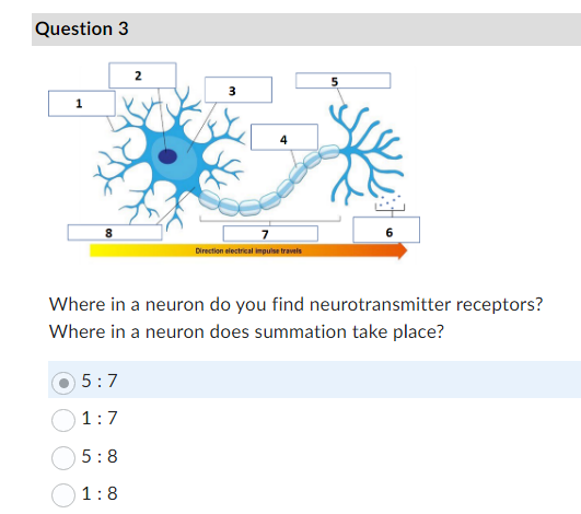 Solved Question 3 Where in a neuron do you find | Chegg.com