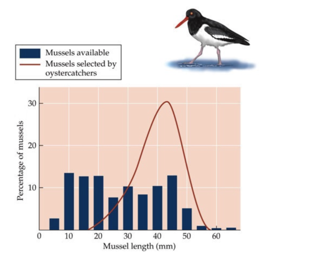 Solved Researchers determined that the optimal food size | Chegg.com