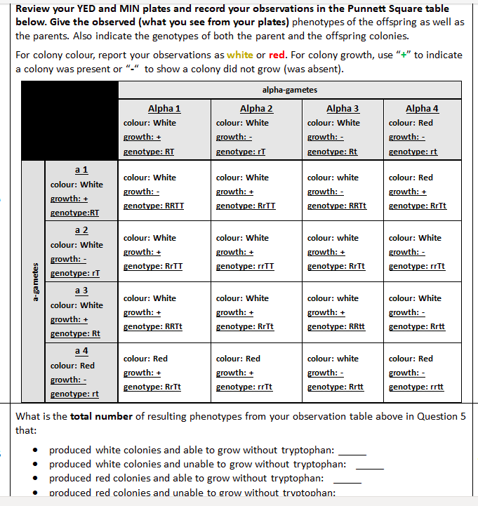 Solved Based on the Punnet squares table answer the 4 | Chegg.com