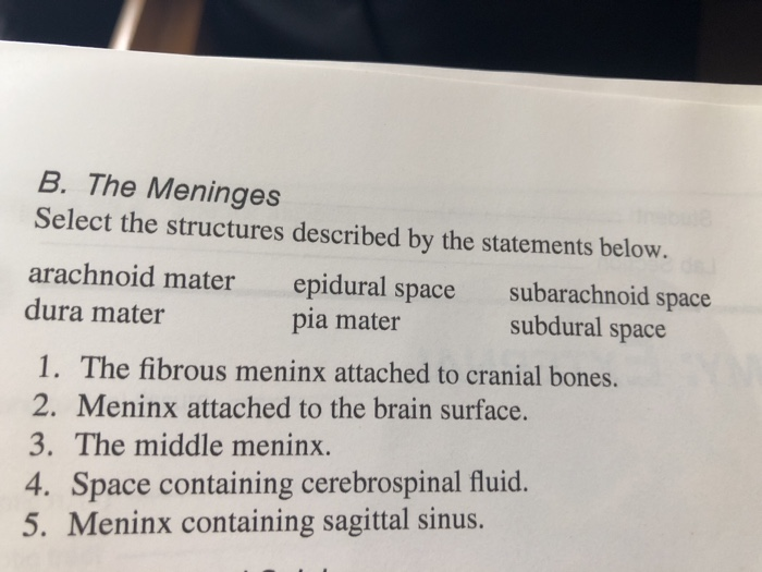 Solved B. The Meninges Select the structures described by | Chegg.com