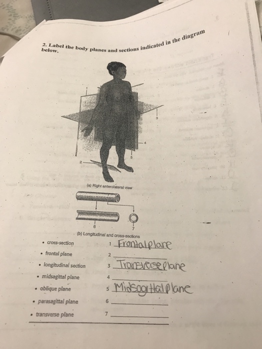 Solved 2. Label the body planes and section below indicated | Chegg.com
