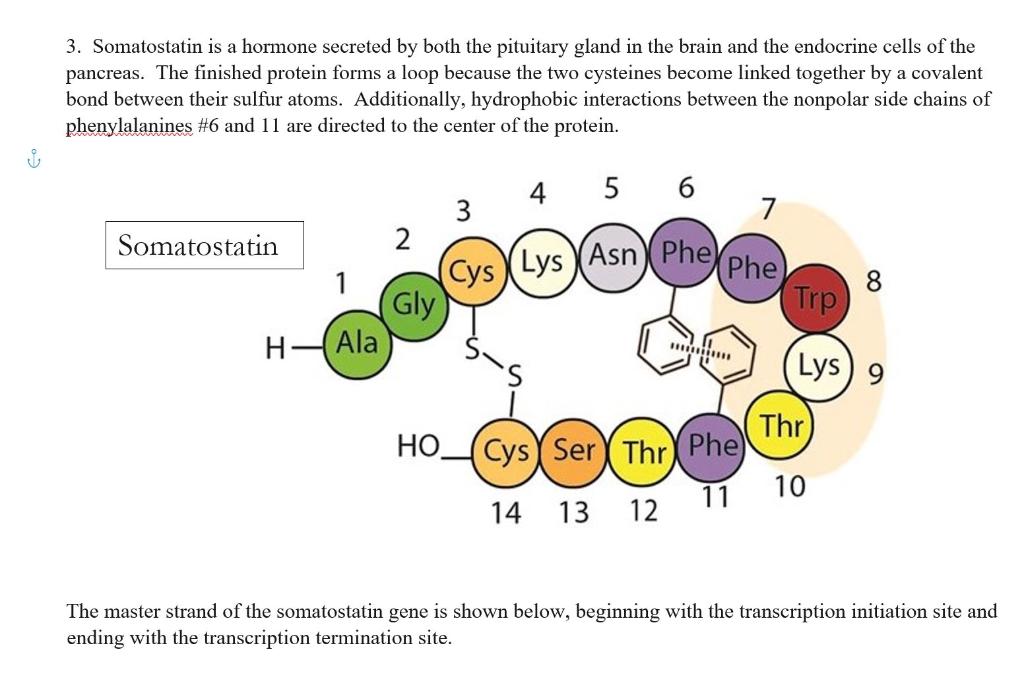 Solved 3. Somatostatin is a hormone secreted by both the | Chegg.com