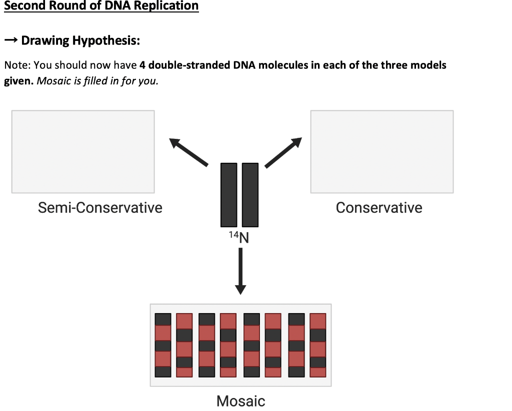 Solved Second Round of DNA Replication → Drawing Hypothesis: | Chegg.com