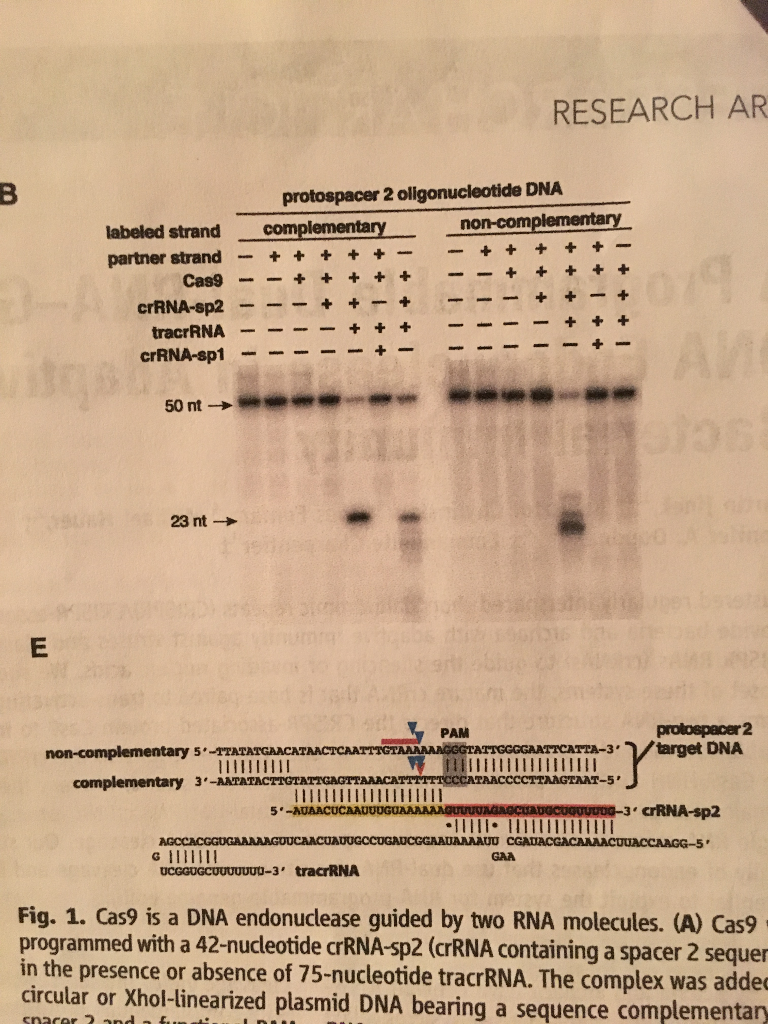 protospacer 2 plasmid DNA circular linearized Cas9 - | Chegg.com
