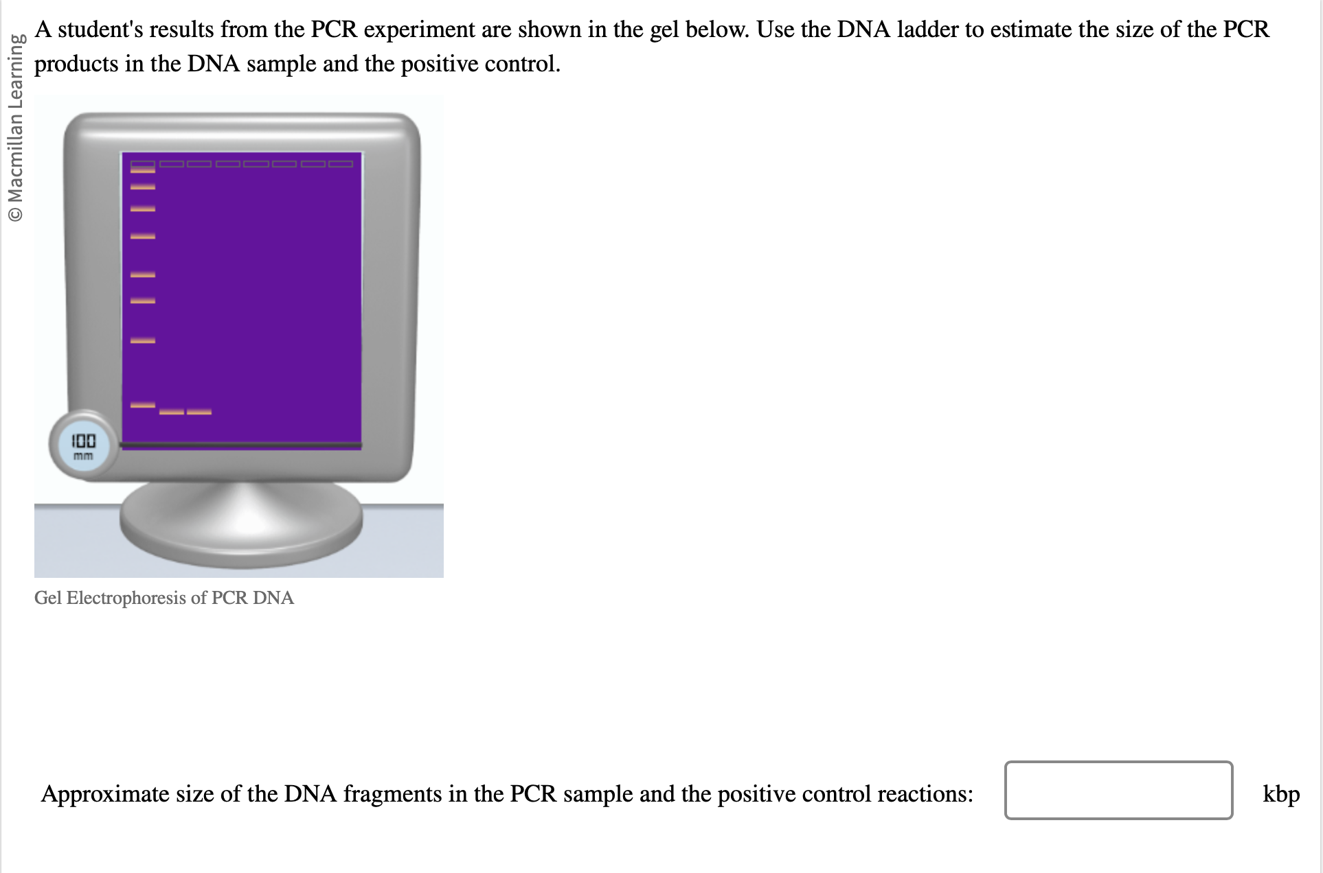 Solved A student's results from the PCR experiment are shown | Chegg.com