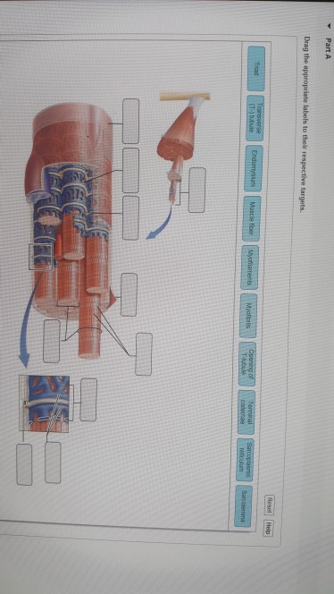 Solved Part A Drag the appropriate labels to their | Chegg.com
