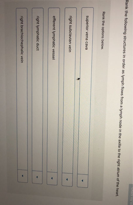 Solved Rank the following structures in order as lymph flows | Chegg.com