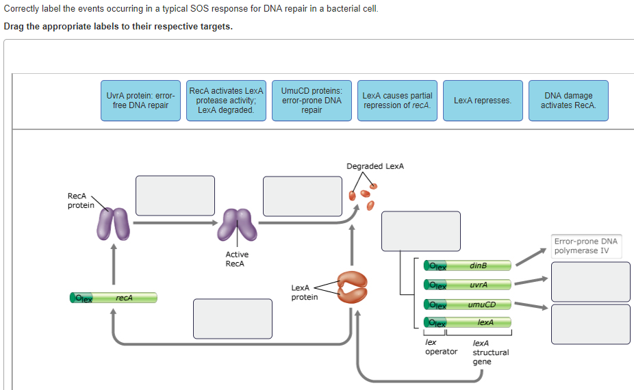 Solved Correctly label the events occurring in a typical SOS | Chegg.com
