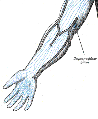 Supratrochlear Lymph Nodes