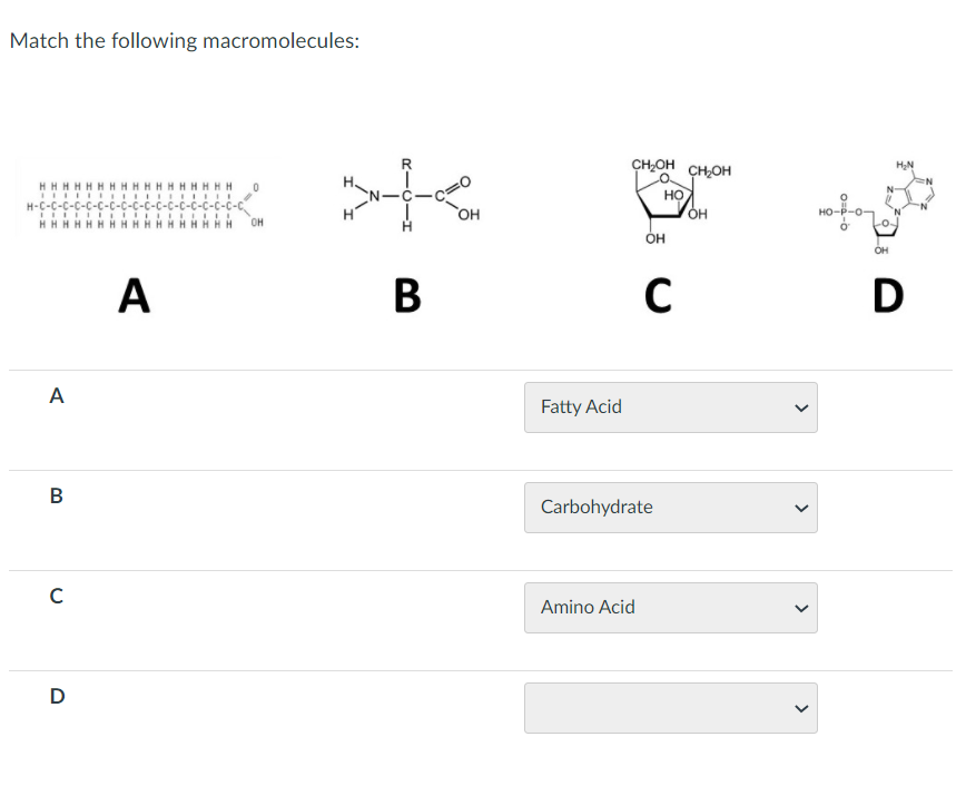 Solved Match the following macromolecules: CH2OH CH OH HAN | Chegg.com