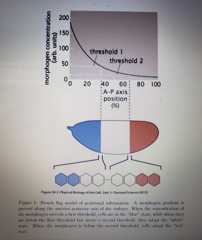 Solved The French flag model shown diagrammatically in | Chegg.com