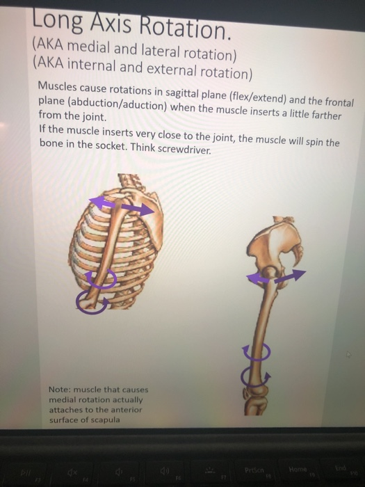 Solved (AKA medial and lateral rotation) (AKA internal and | Chegg.com