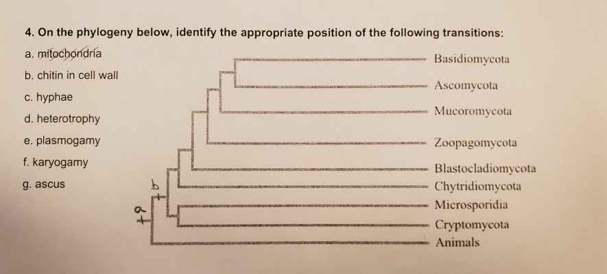 Solved 4. On the phylogeny below, identify the appropriate | Chegg.com