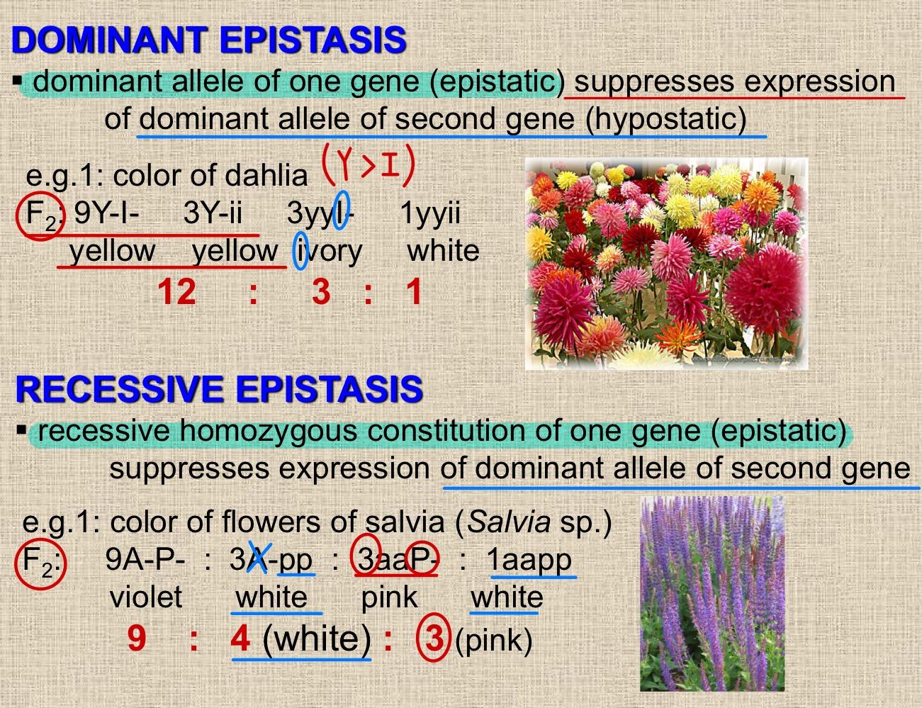 Solved DOMINANT EPISTASIS * dominant allele of one gene | Chegg.com