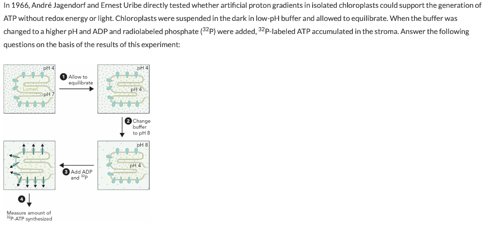 Solved In 1966, André Jagendorf and Ernest Uribe directly | Chegg.com