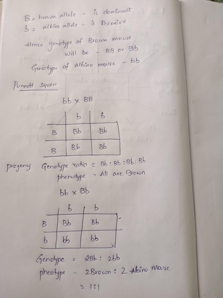Solved B = brown allele b = albino allele is dominant is | Chegg.com