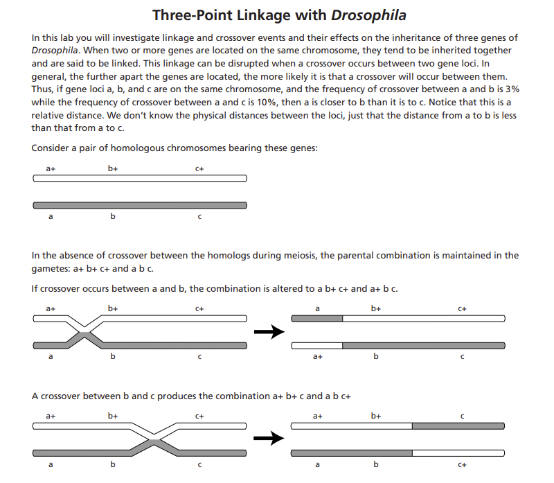 Solved Three-Point Linkage with Drosophila In this lab you | Chegg.com