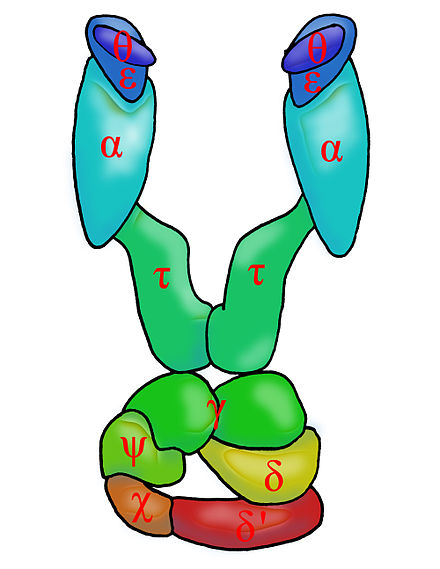 Quaternary Structure Of Dna