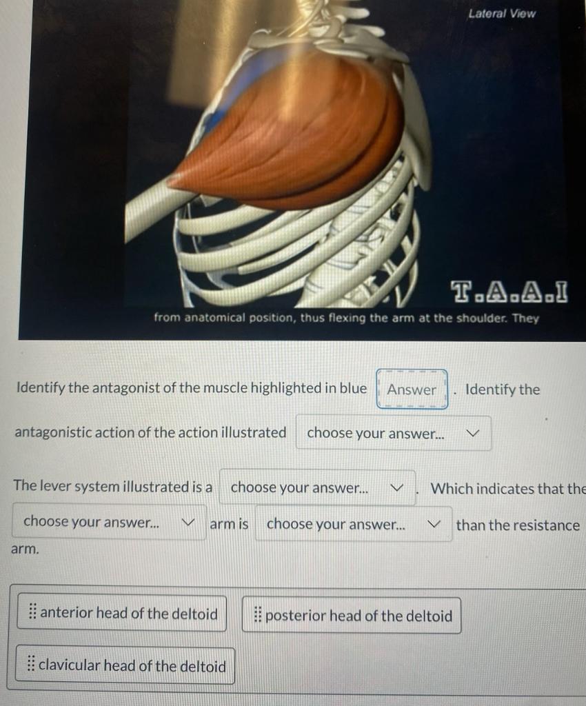 Solved Antagonist of blue muscle- anterior head of | Chegg.com