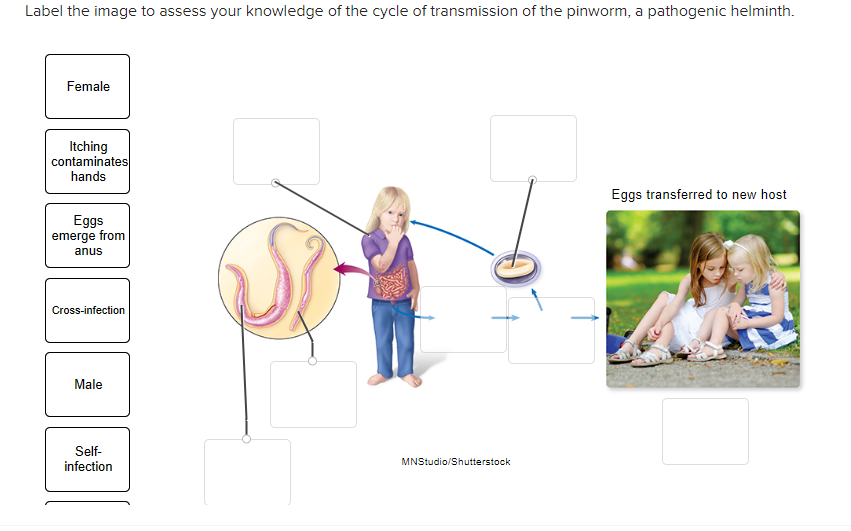 Solved Label the image to assess your knowledge of the cycle | Chegg.com