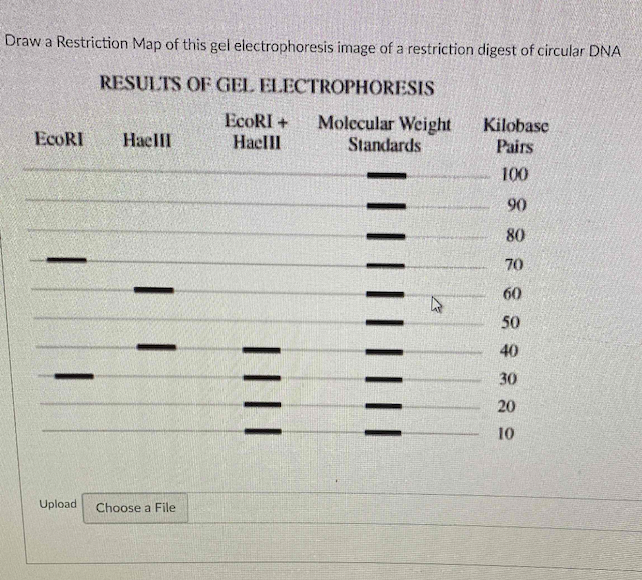 Solved Draw a Restriction Map of this gel electrophoresis | Chegg.com