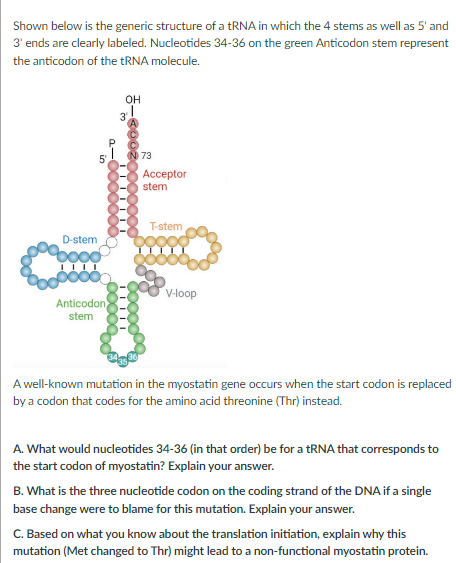 Solved Shown below is the generic structure of a tRNA in | Chegg.com