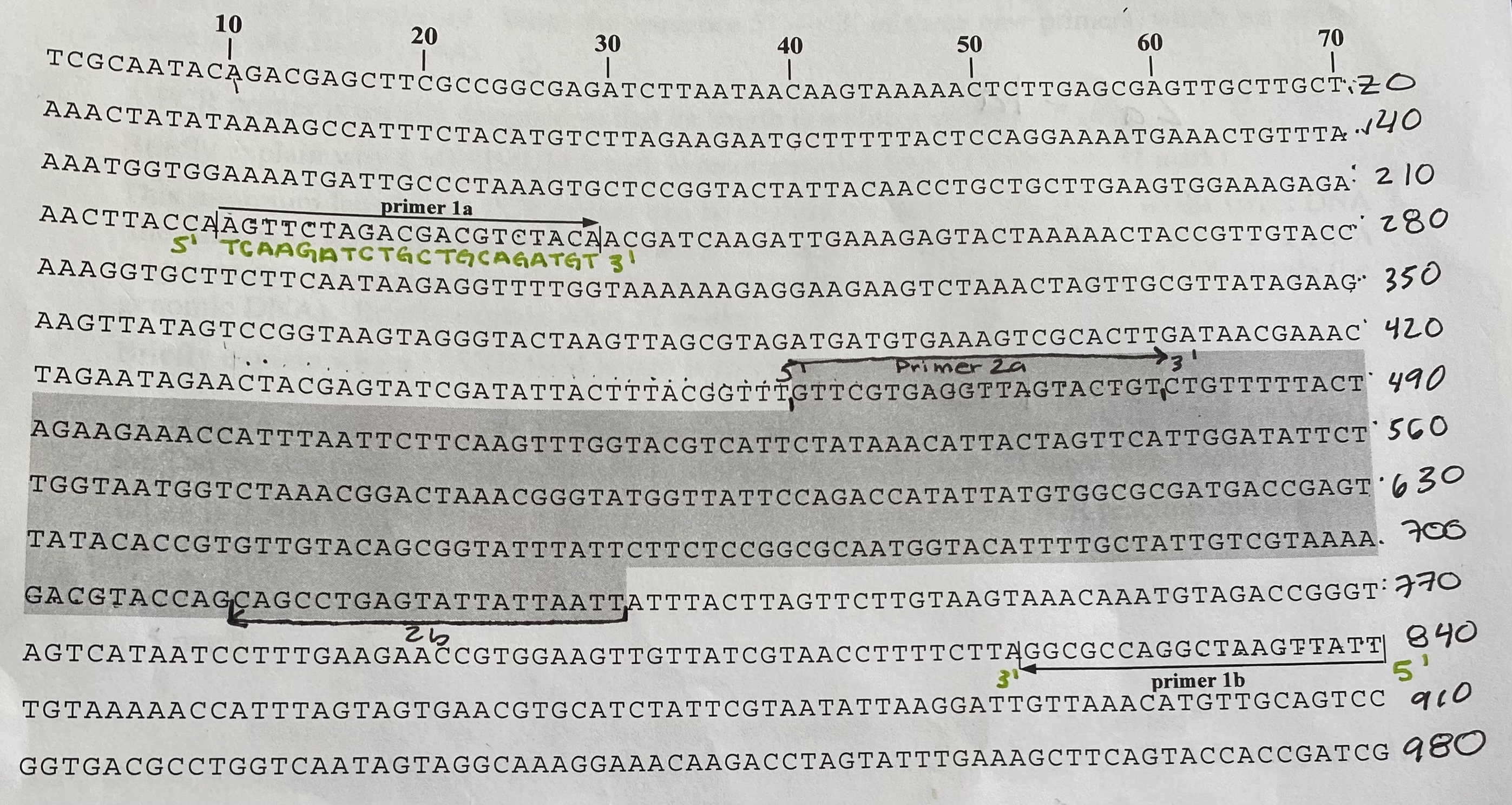 Solved OLD 2a Primer: 5’ GTTCGTGAGGTTAGTACTGT 3’ → OLD 2a | Chegg.com