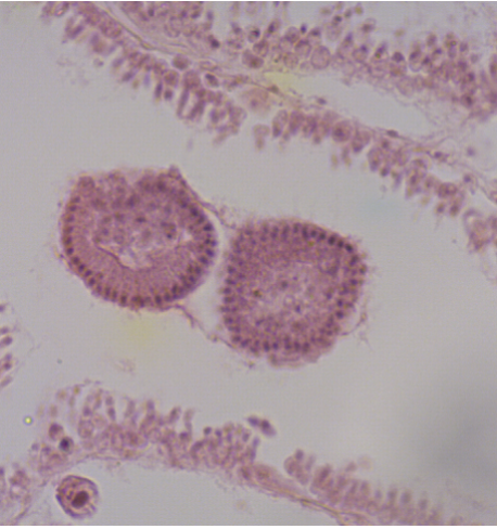 Solved Where in a sponge would you find the round structures | Chegg.com