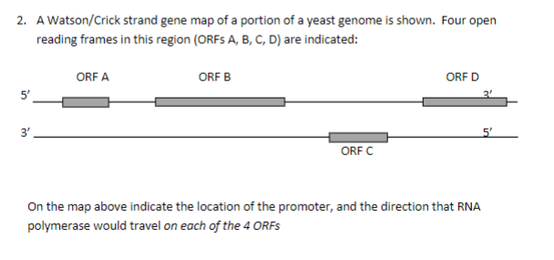 Solved 2. A Watson/Crick strand gene map of a portion of a | Chegg.com