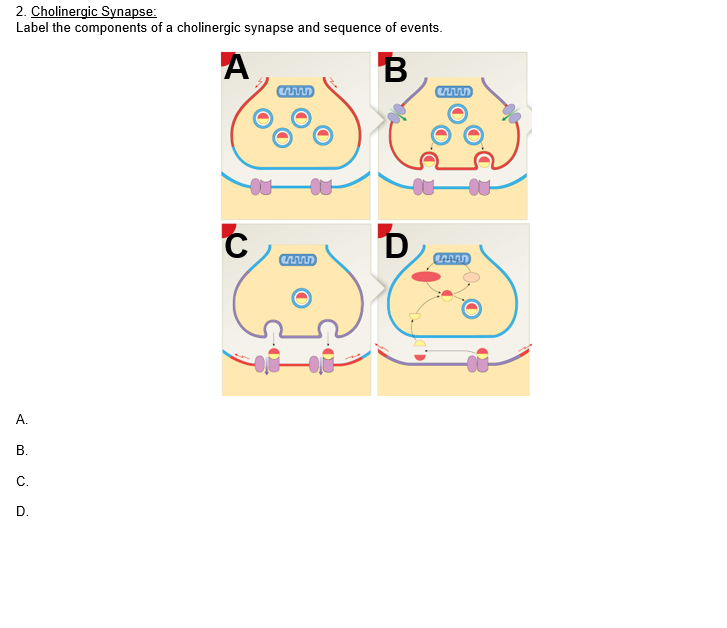 Solved 2. Cholinergic Synapse: Label the components of a | Chegg.com